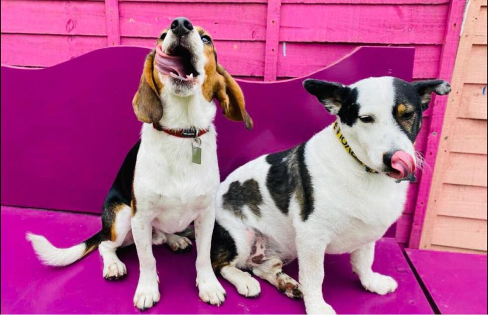 Cyprus Dog Rescue | Cyprus Dog Rescue