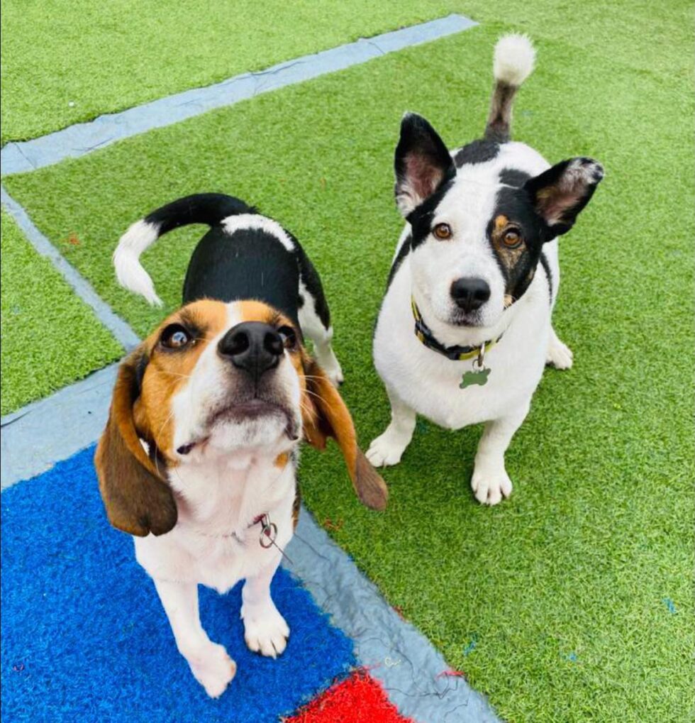 Cyprus Dog Rescue | Cyprus Dog Rescue