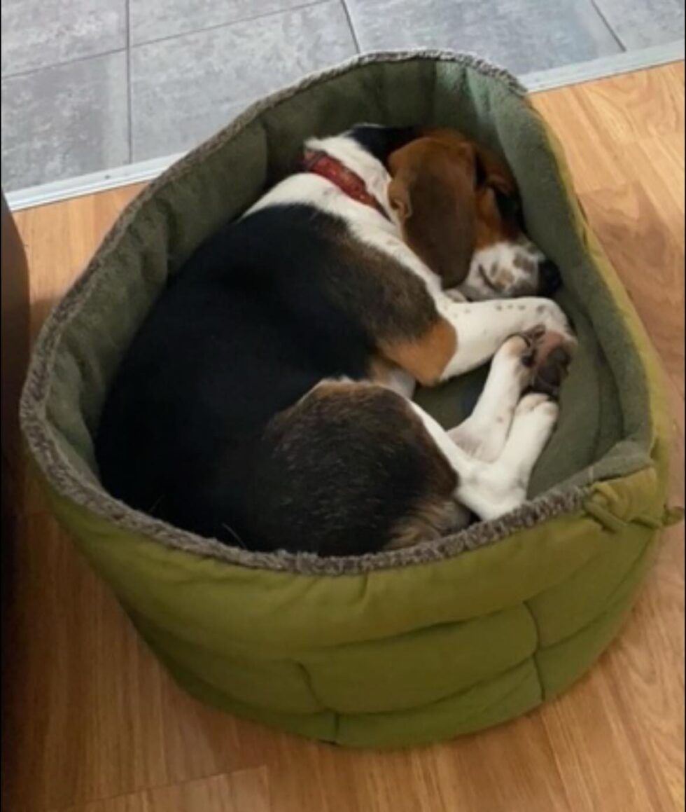 Cyprus Dog Rescue | Cyprus Dog Rescue