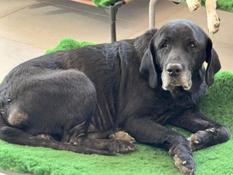 Cyprus Dog Rescue | Cyprus Dog Rescue