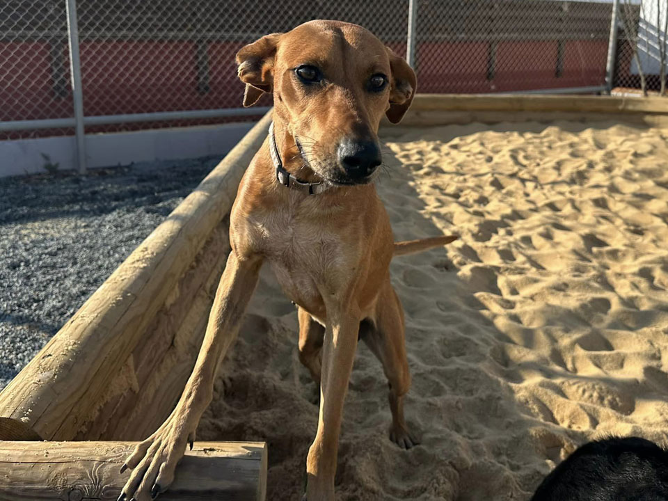 Adopt | Cyprus Dog Rescue