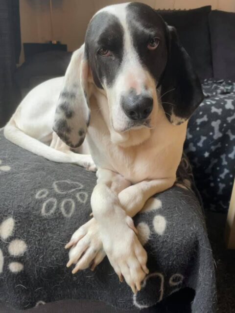 Cyprus Dog Rescue | Cyprus Dog Rescue