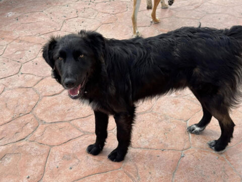 Cyprus Dog Rescue | Cyprus Dog Rescue